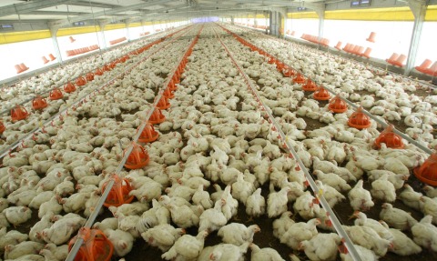 La instalación y el manejo de broilers, a estudio en las JPA - Avicultura