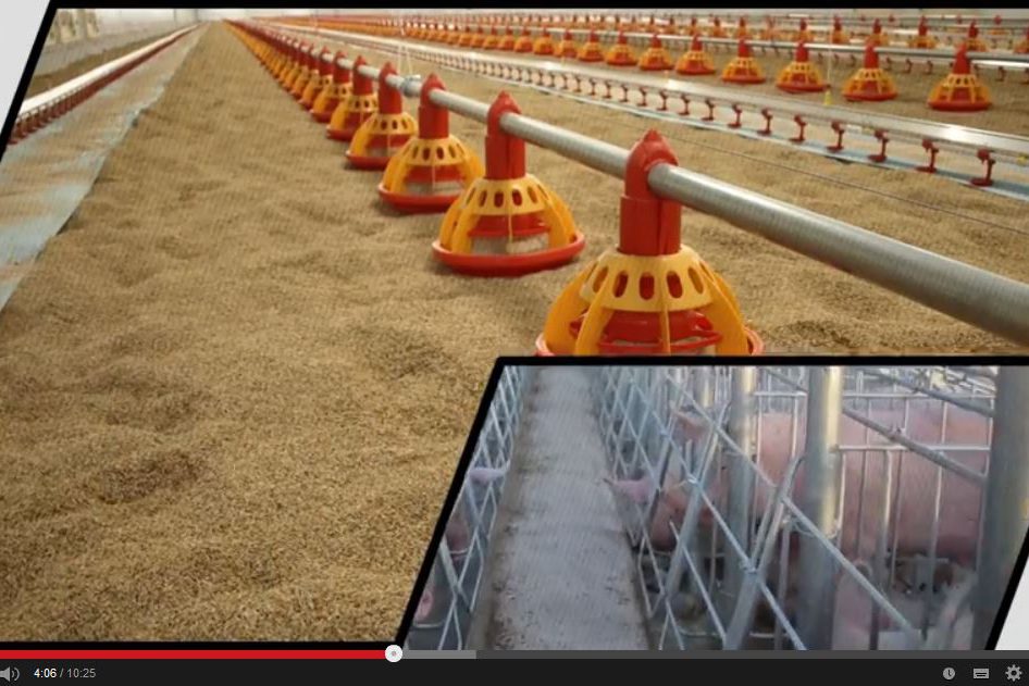 -EXAFAN S.A. Archives - Avicultura