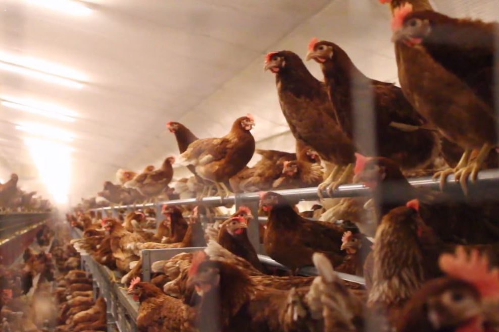 -EXAFAN S.A. Archives - Avicultura