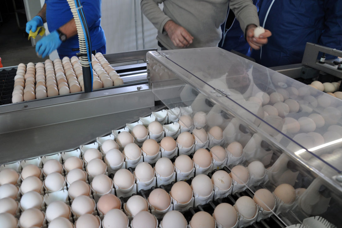 Reproducción e Incubación - Avicultura