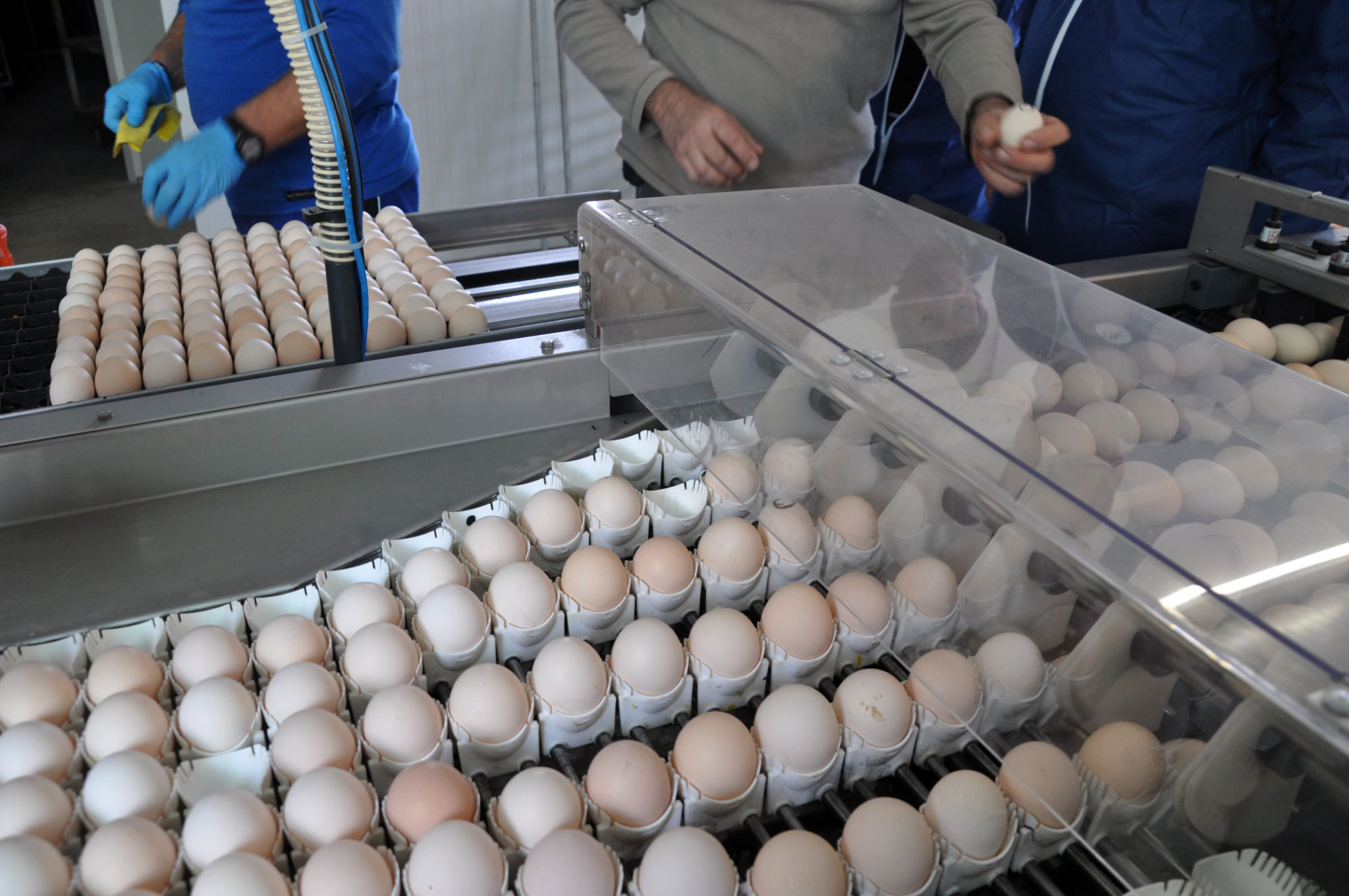 Aumento de persistencia en puesta y estabilización de la calidad del ...