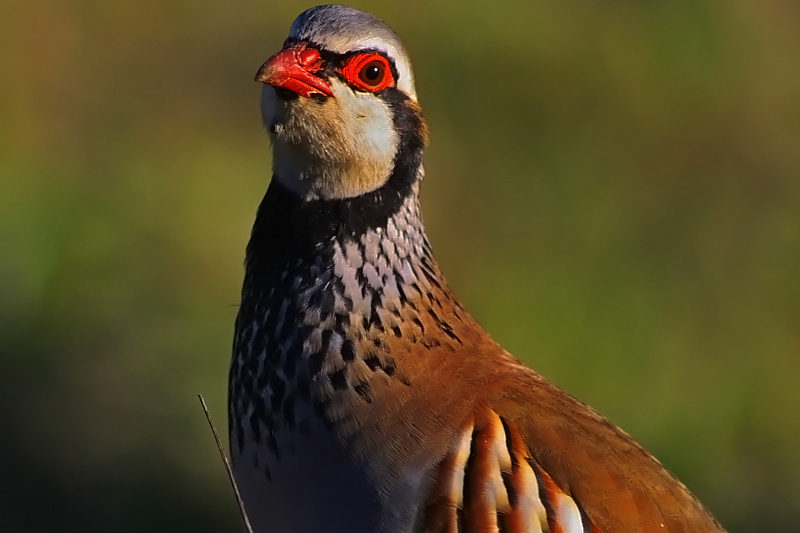 perdiz Archives - Avicultura