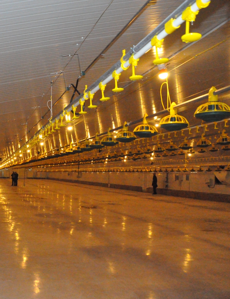 Leds para Broilers - Avicultura