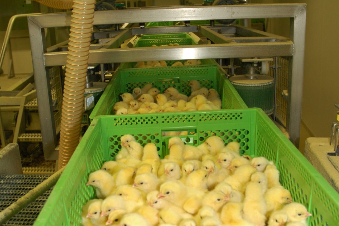 Reproducción e Incubación - Avicultura