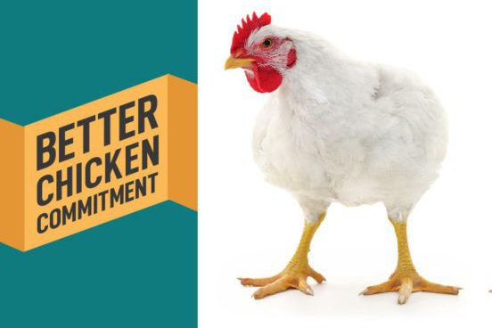 European Chicken Commitment Archives - Avicultura
