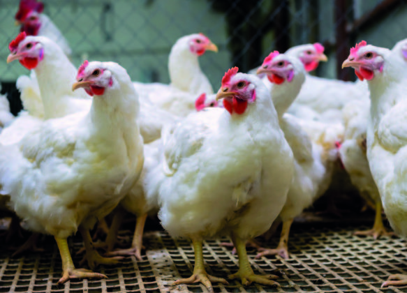 Estoy pensando montar una granja de pollos. ¿Cómo proceder? - Avicultura