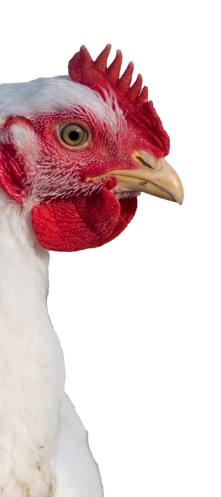 Selección genética de los broilers y consecuencias sobre el bienestar - Avicultura