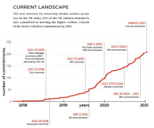 Reino Unido: El 25% de la cadena alimentaria del pollo se ha ...