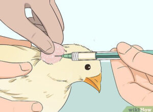 Vacunaciones en pollos - Avicultura