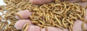 Francia: instalación de una fábrica de harina de insectos como alimento ...