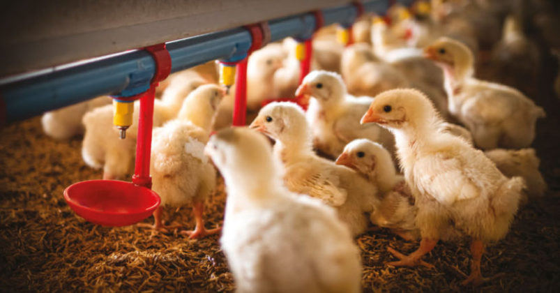 Utilización del agua por los pollos - Avicultura Utilización del agua por los pollos - Avicultura