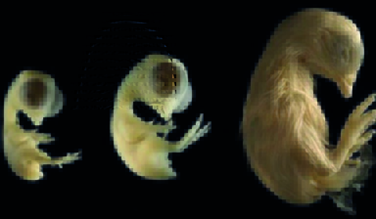 Manejo inicial del pollo para carne. Desde el embrión hasta el final de ...