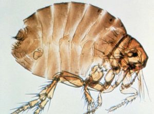 Parásitos externos de las aves (I) - Avicultura