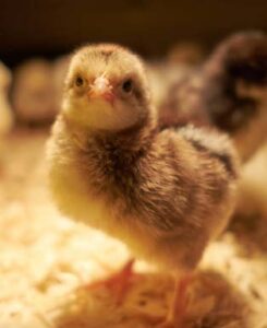 Vacunaciones en pollos - Avicultura