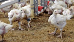 Vacunaciones en pollos - Avicultura