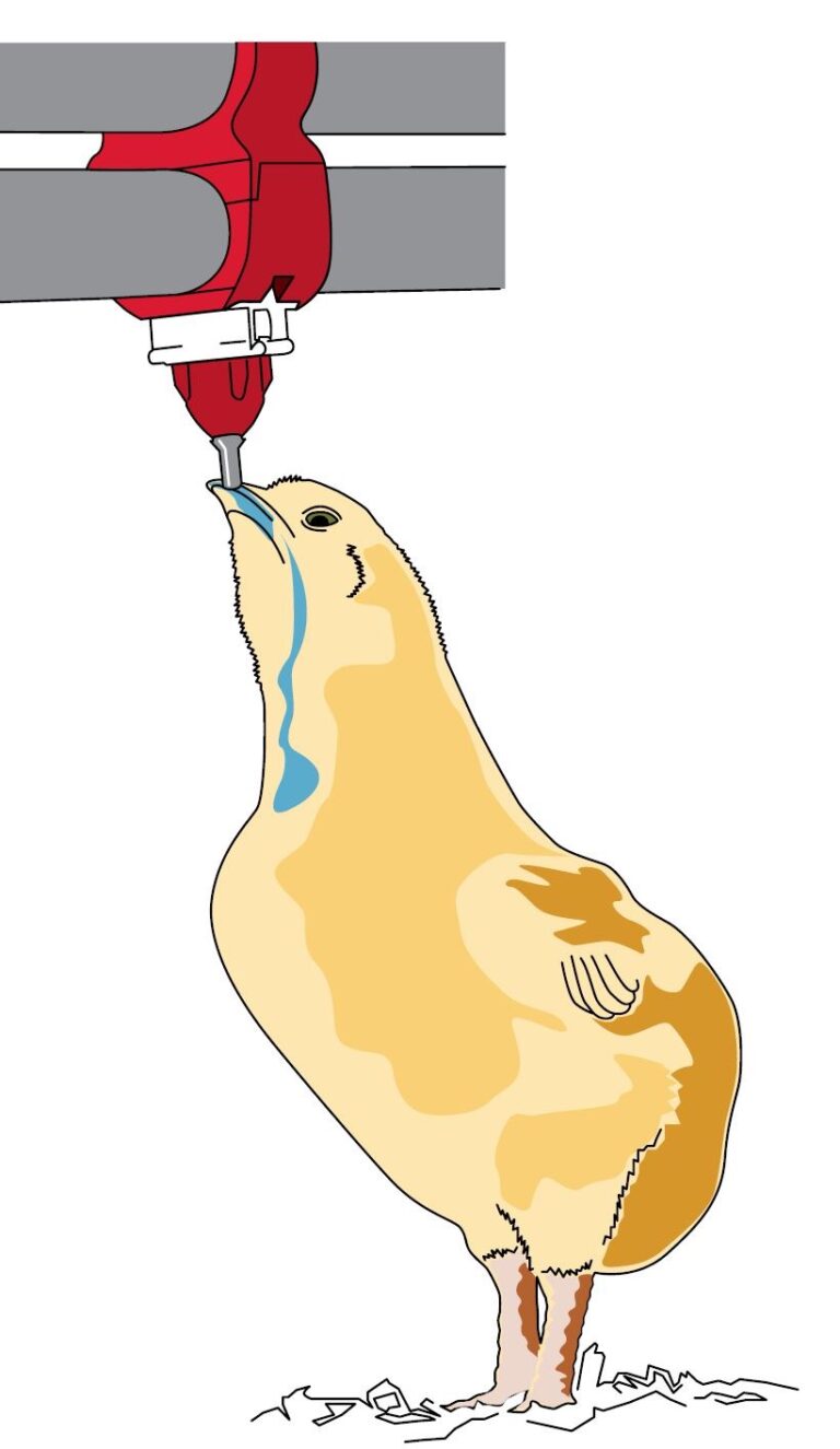 Vacunaciones en pollos - Avicultura