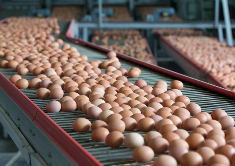 Proyección de la producción mundial de huevos hasta 2030 - Avicultura