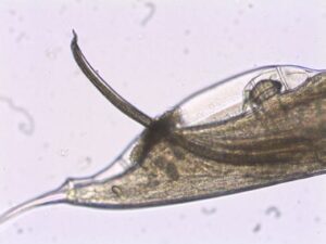 Parásitos intestinales y traqueales de las aves domésticas - Avicultura