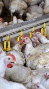 Factores de riesgo para la salud y el rendimiento en los sistemas europeos de producción de ...